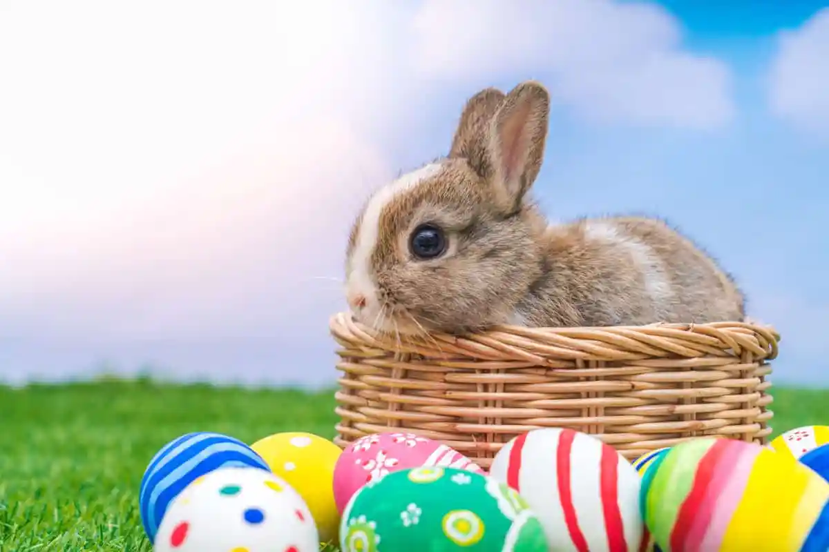 ¿CUÁNDO se CELEBRA el CONEJO de PASCUA en CHILE?